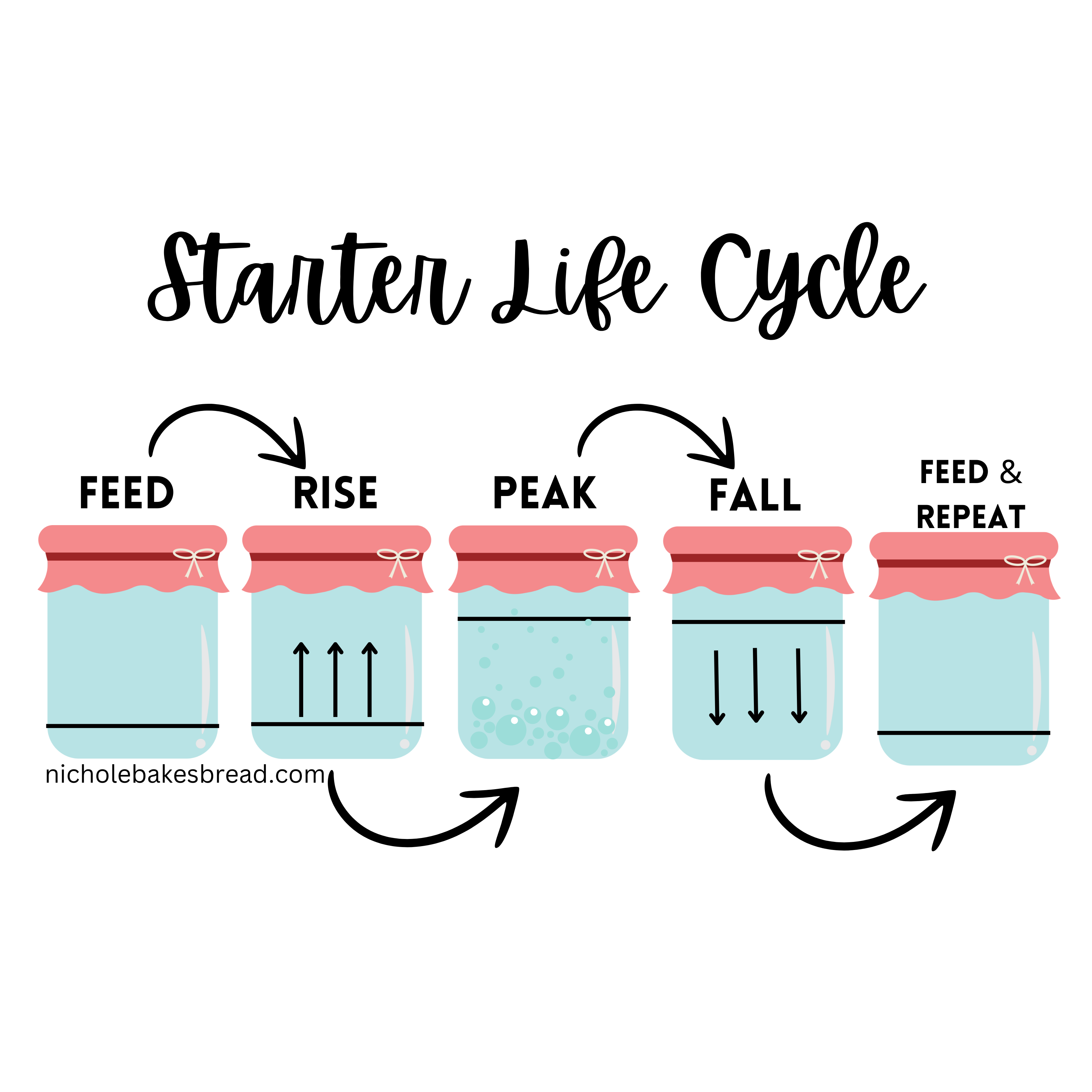 The Sourdough Starter Life Cycle – Nichole Bakes Bread